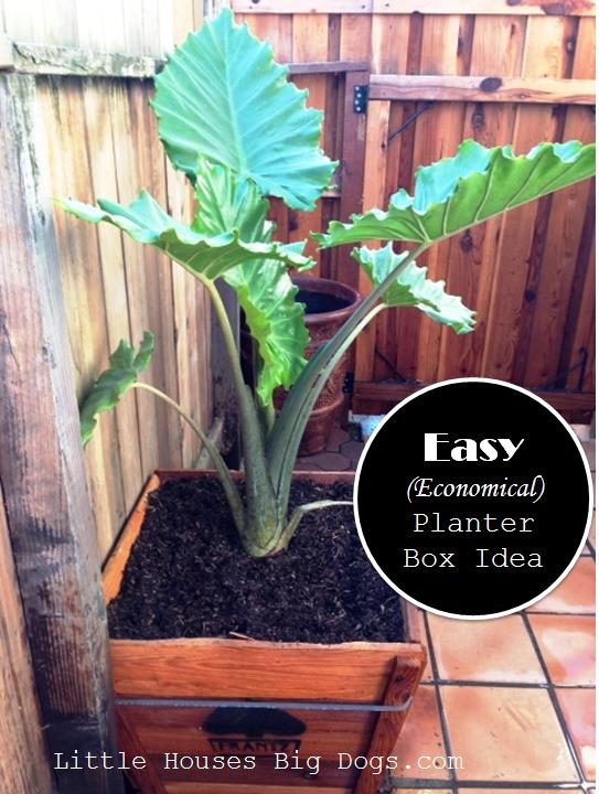 Starting our Bali Side Yard: Tree Box Planters | littlehousesbigdogs